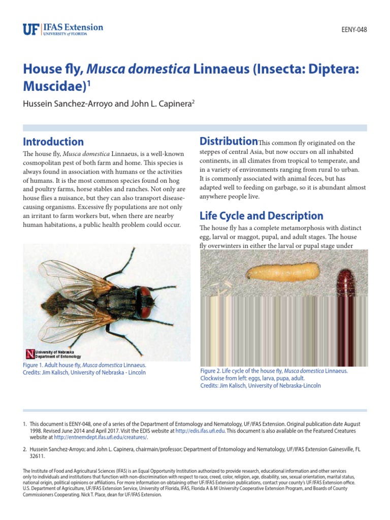 EENY-048: House fly, Musca domestica Linnaeus (Insecta: Diptera ...