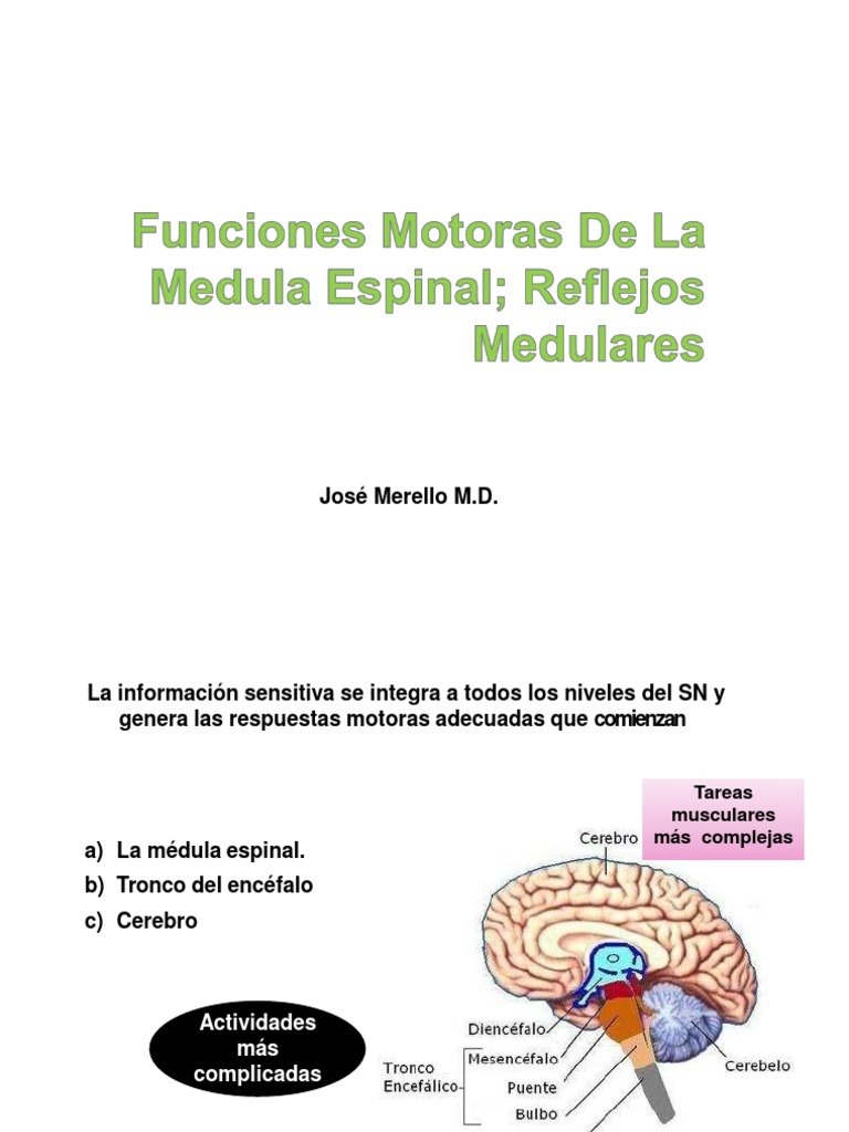 Funciones Motoras de La Medula Espinal Reflejos Medulares Dr Merello | Materia gris | Músculo