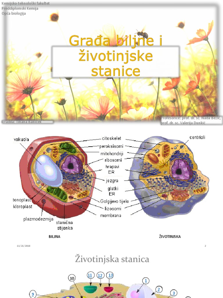 Građa Biljne I Životinjske Stanice | PDF