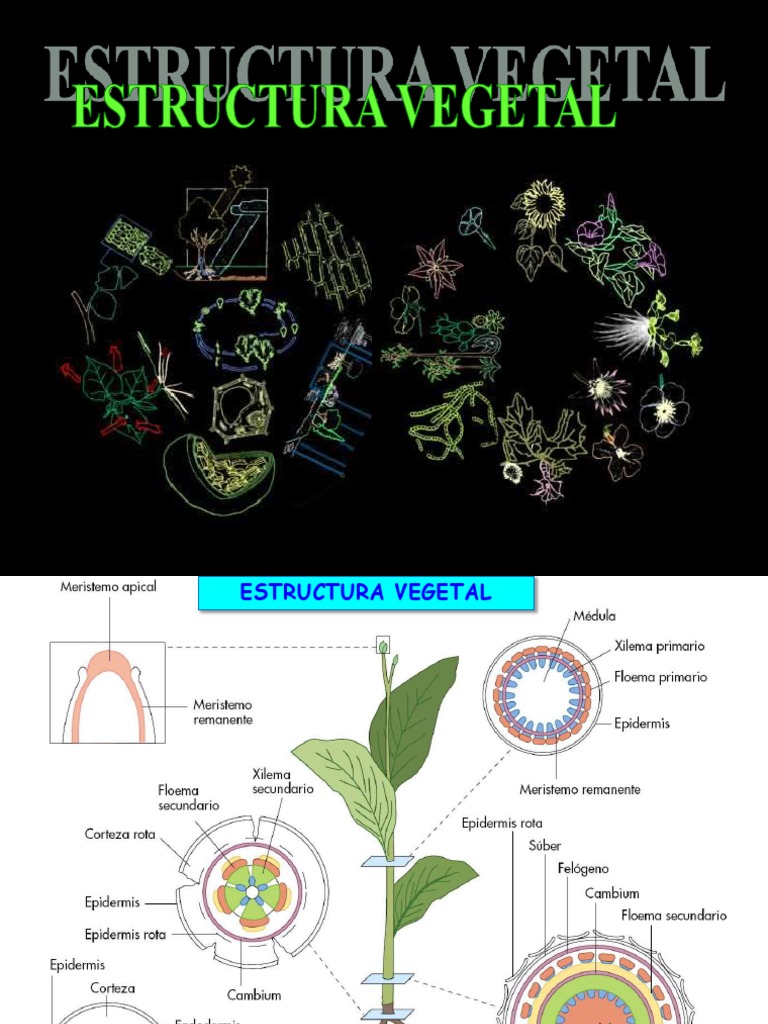 Estructura Vegetal 1bach | PDF | Tallo de la planta | Raíz