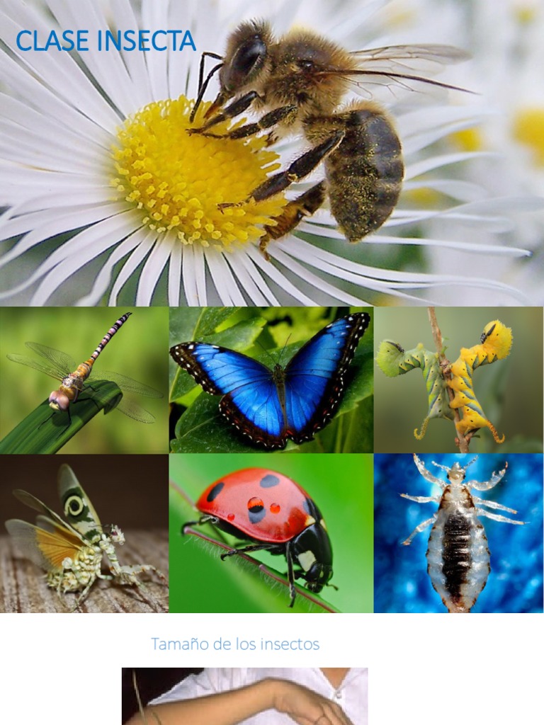 Clase Insecta | PDF
