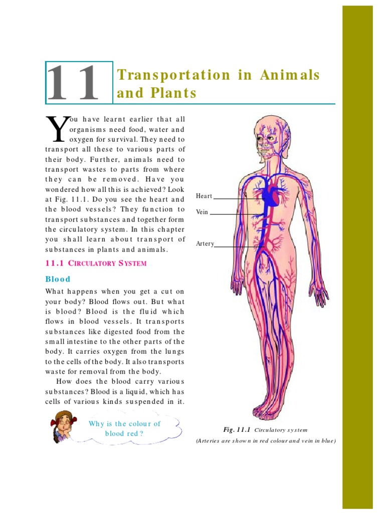 0654 IGCSE - Transportation in Plants and Animals PDF | PDF | Atrium ...