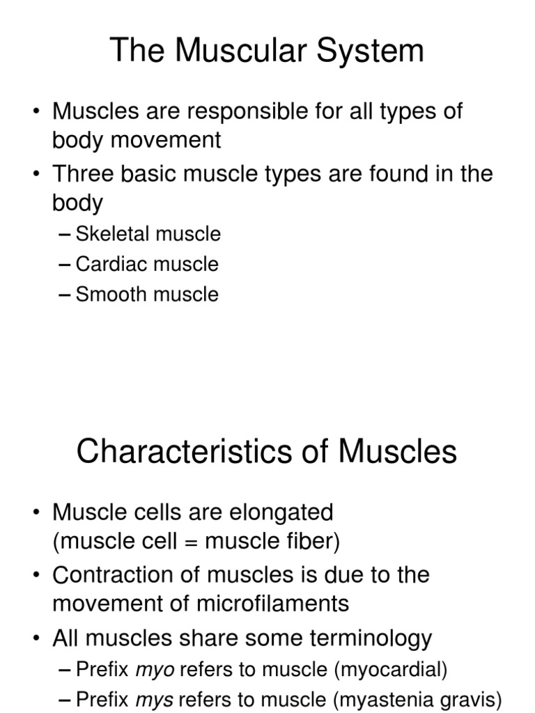 Overview of the Muscular System | PDF | Muscle Contraction | Muscle
