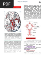 Irrigação Cerebral: Artérias e Funções | PDF | Cérebro | Cerebelo