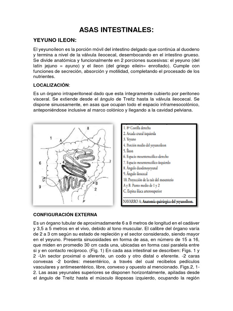 Asas Intestinales | PDF | Membrana mucosa | Anatomia animal
