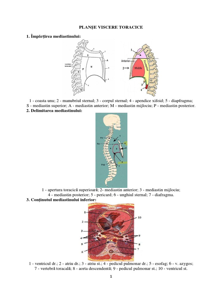 Planse Viscere Toracice | PDF