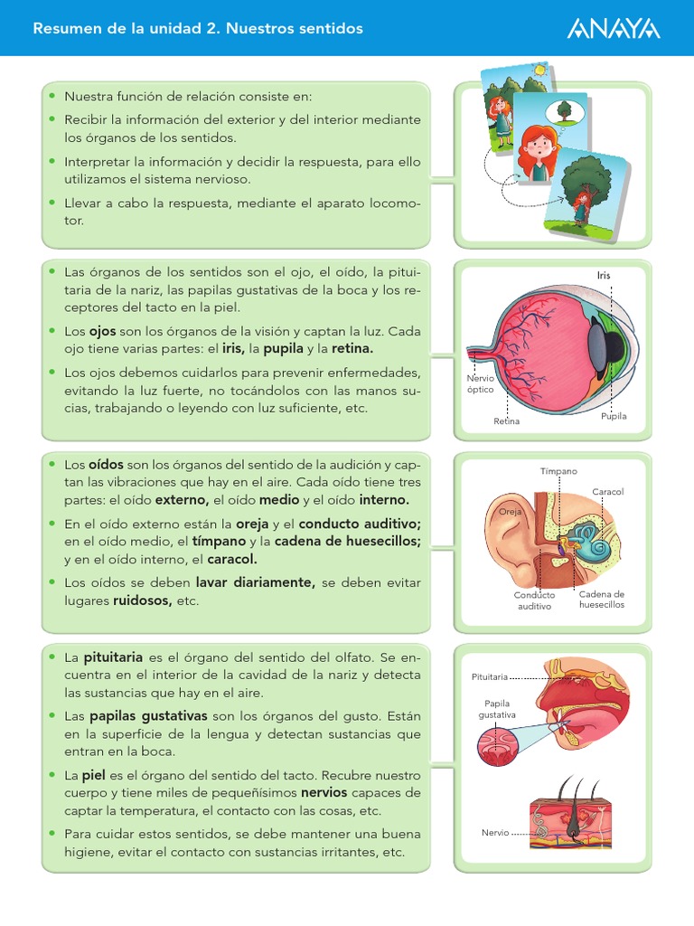 Nuestros sentidos: visión, audición, olfato, gusto y tacto | PDF | Oído ...