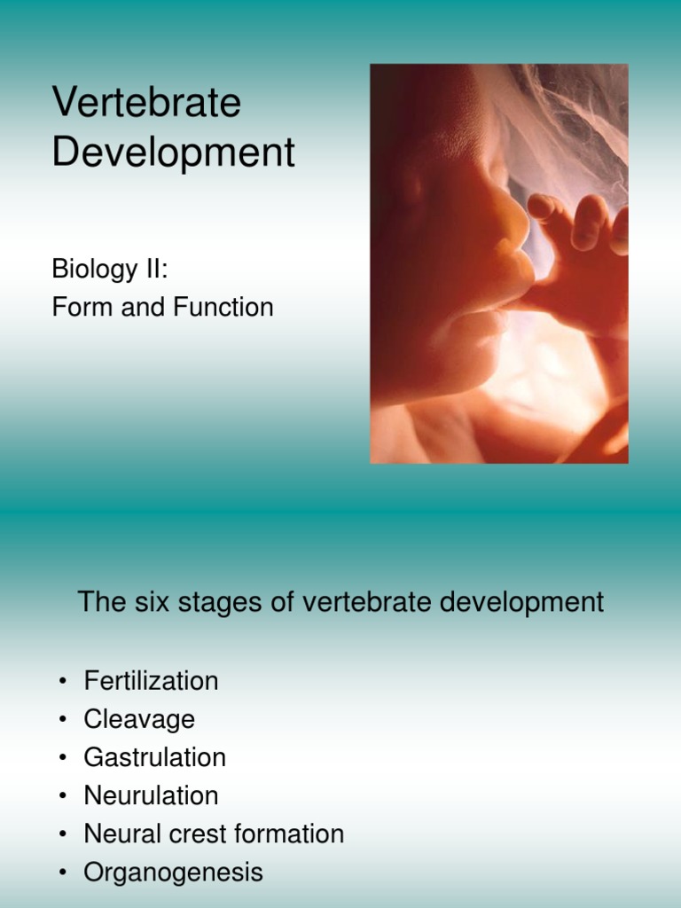 Vertebrate Development: Biology II: Form and Function | PDF | Organisms ...