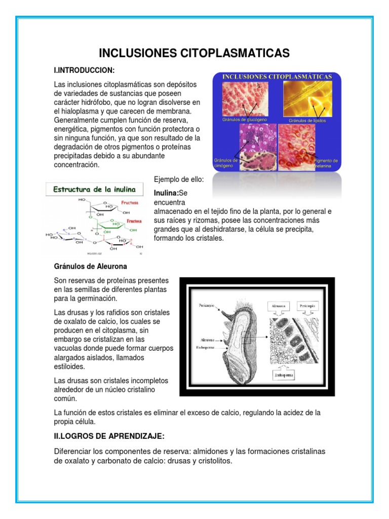 Inclusiones Citoplasmáticas y Tipos | PDF
