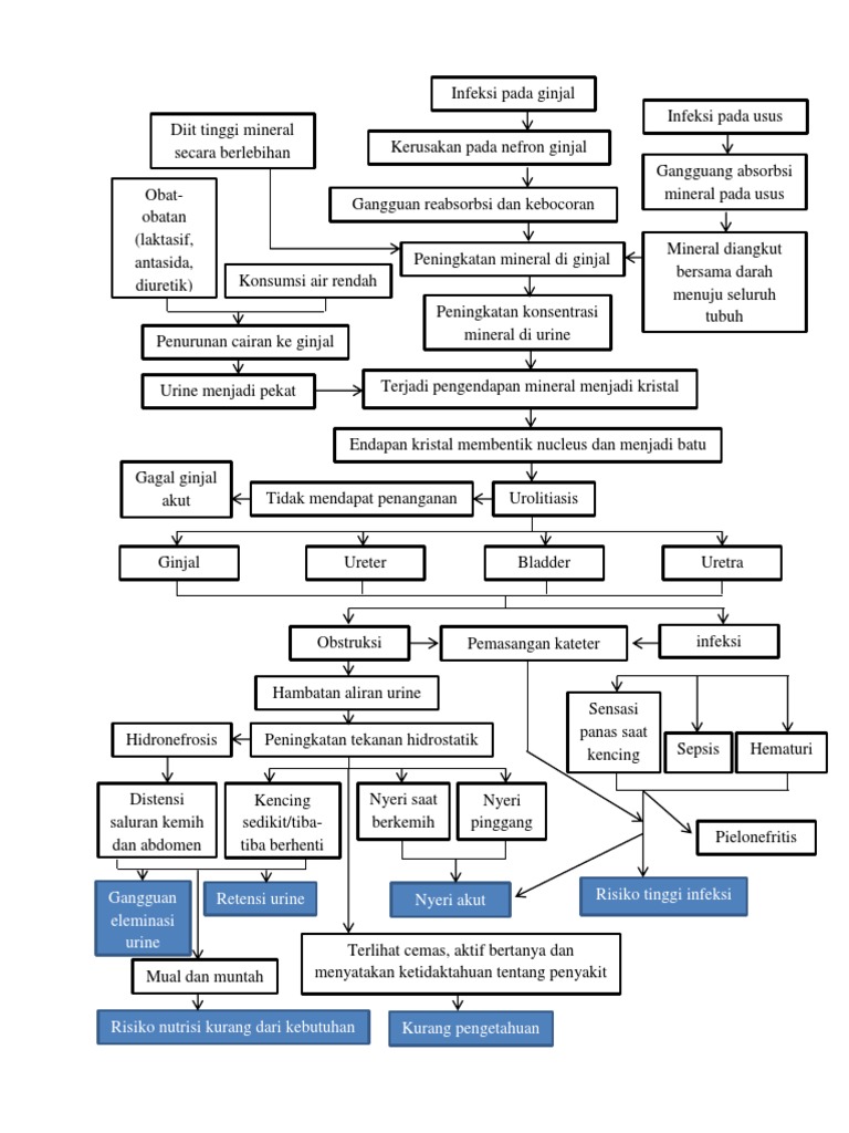 Pathway Urolitiasis | PDF