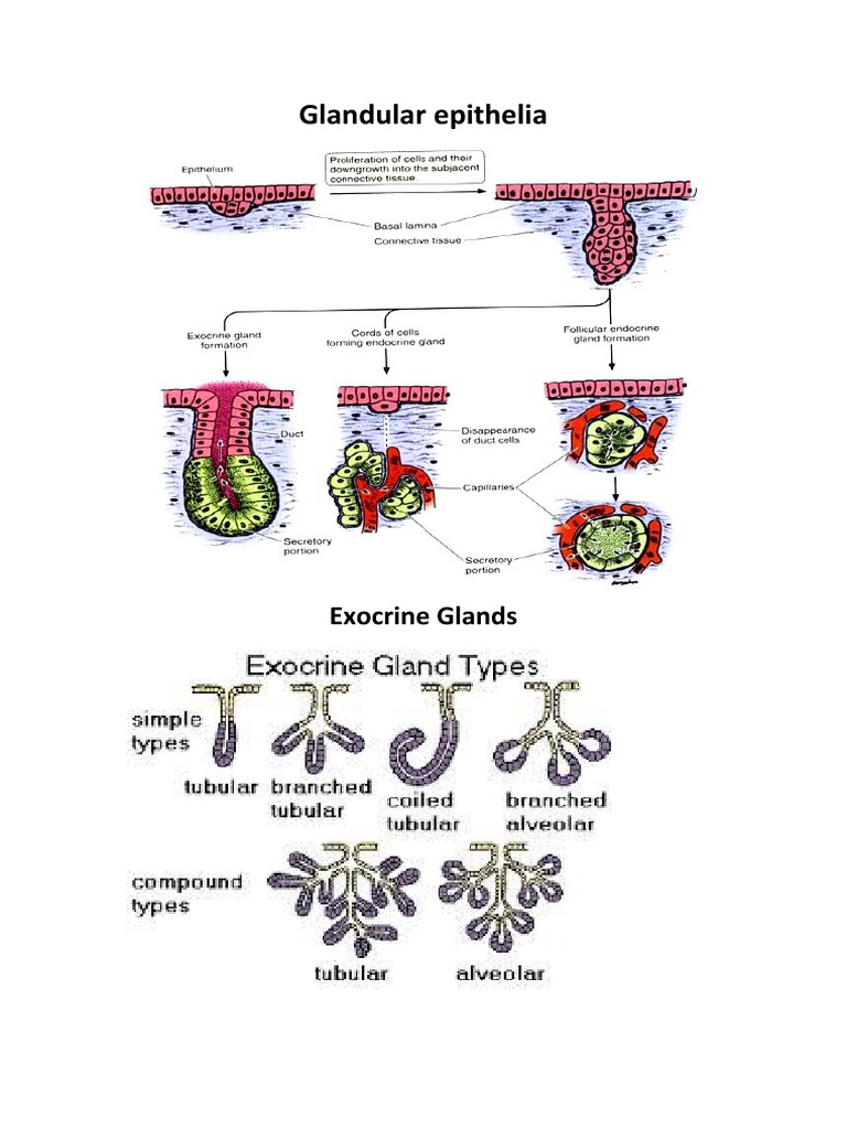 Glandular Epithelia: Exocrine Glands | PDF
