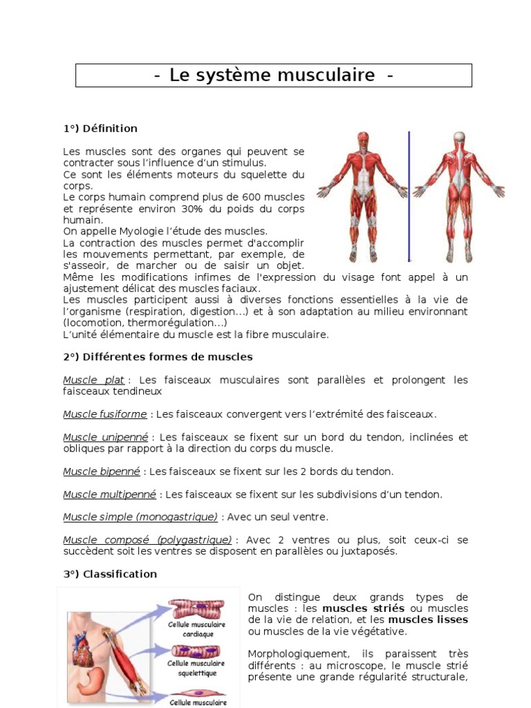 Physiologie de l'appareil locomoteur-Le système musculaire | Muscle ...