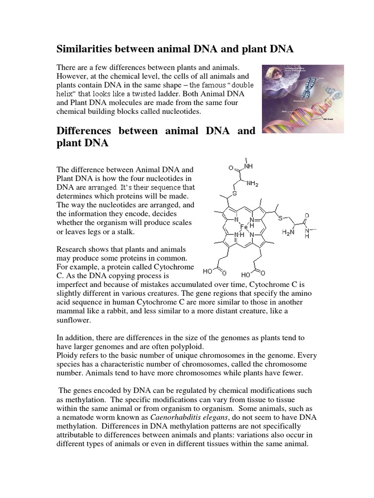Animal vs Plant DNA: Key Differences | PDF | Genome | Dna