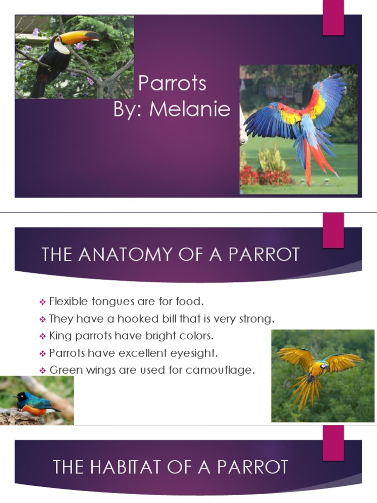 Parrots | PDF