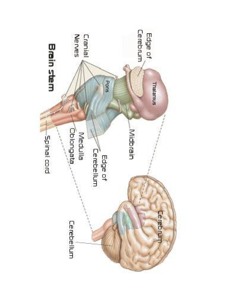 Brain Stem | PDF | Brainstem | Vertigo