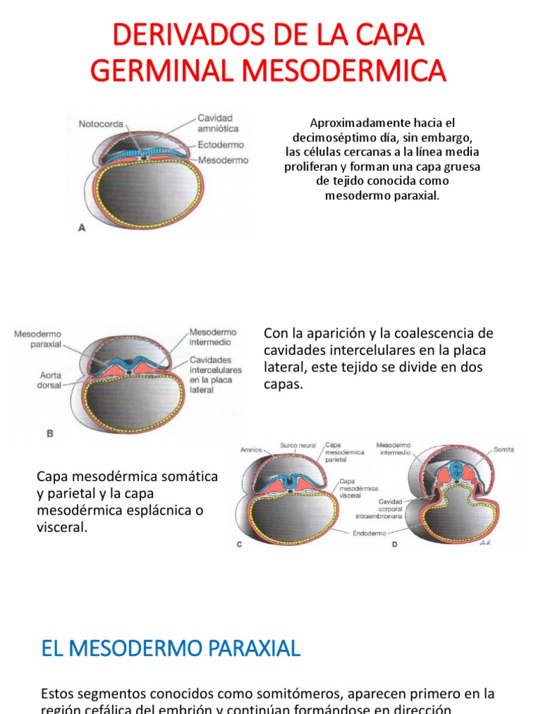 Derivados de La Capa Germinal Mesodermica | Reproducción | Biología del ...