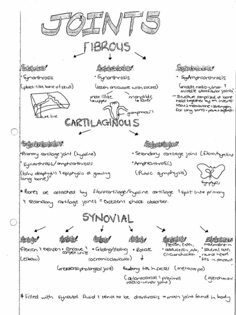 Anatomy Summaries | PDF