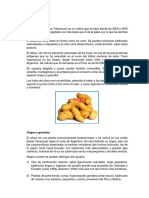 Sacha Culantro | PDF | Hierbas y especias | Alimentos