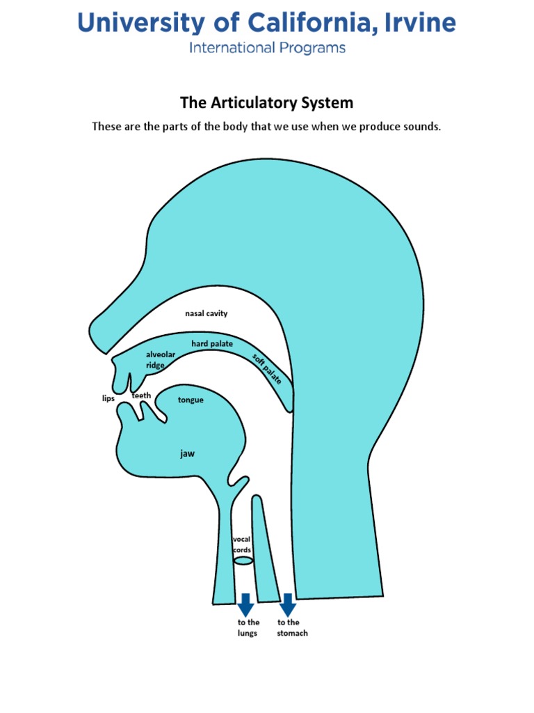 Articulatory System Diagram | PDF