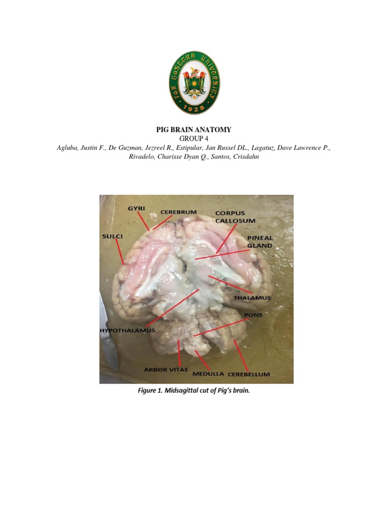 Pig Brain Anatomy | PDF