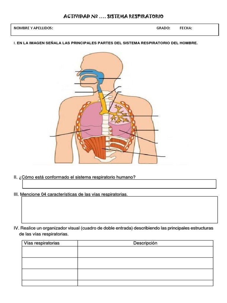 Hoja De Trabajo Sobre Los Pulmones Cómo Hacer Unos Pulmones Caseros