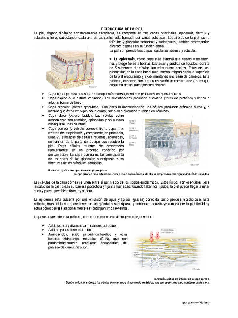 Estructura de La Piel | PDF | Piel | Epidermis