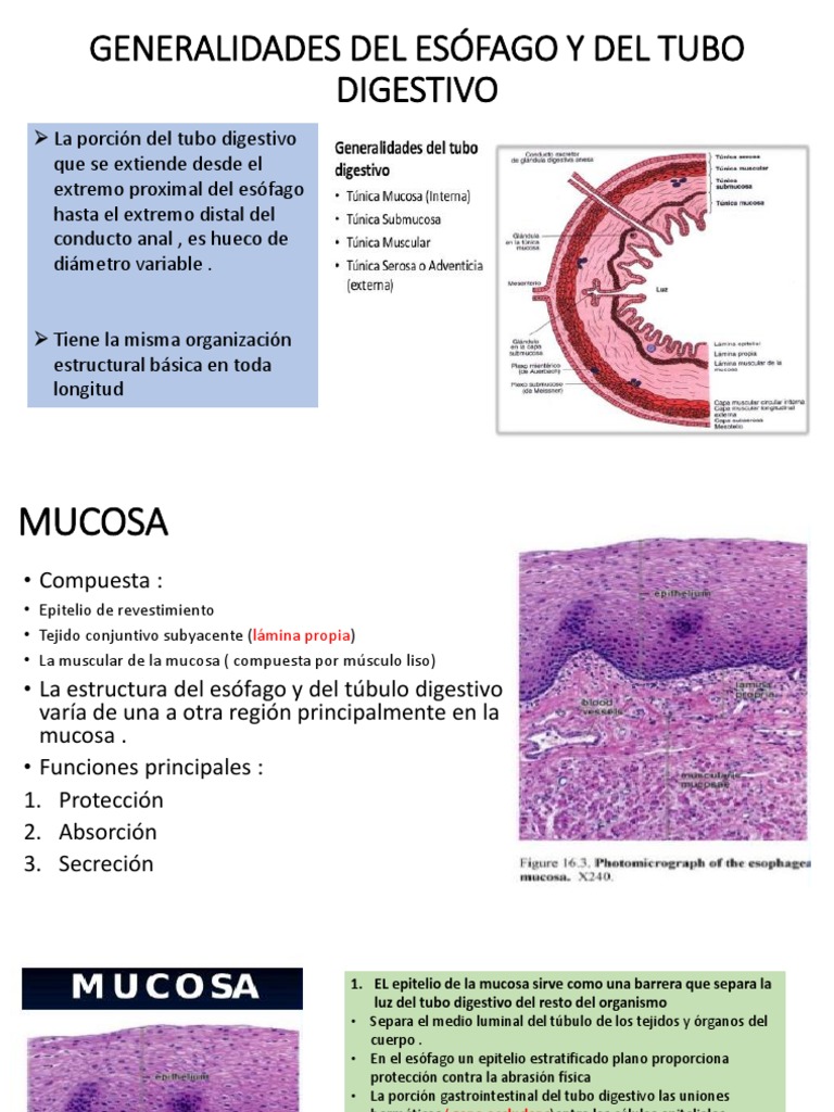 Semana 11 Histo | Membrana mucosa | Intestino delgado