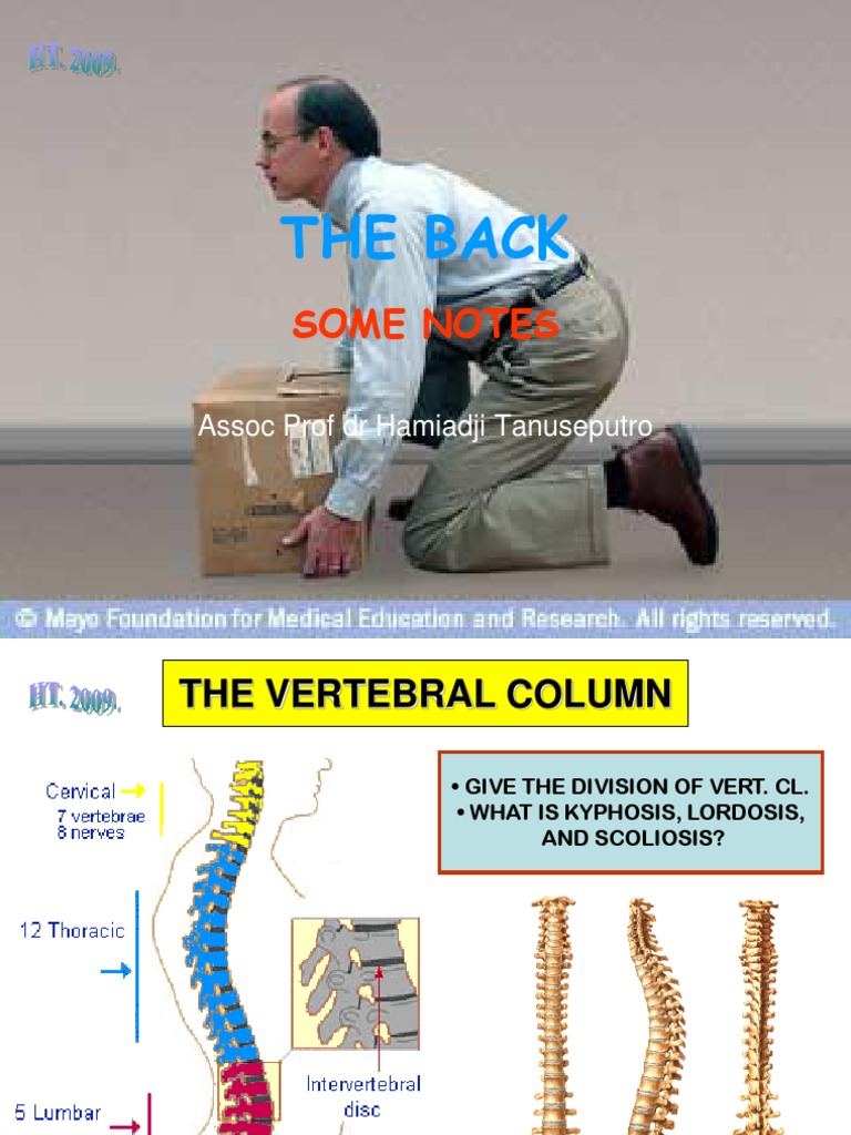 The Back Some Notes | PDF | Vertebra | Vertebral Column
