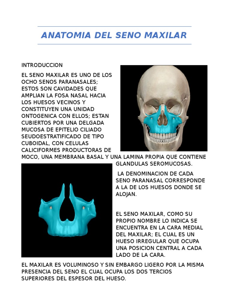 Anatomia Del Seno Maxilar