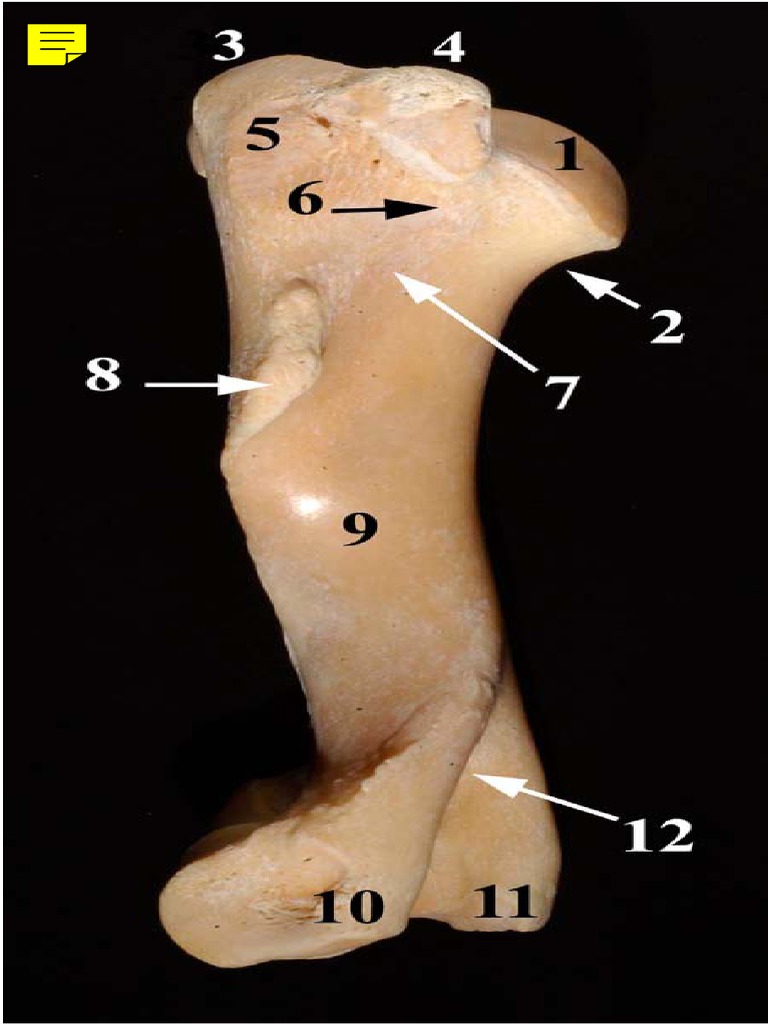 Humero Equino Lateral | PDF