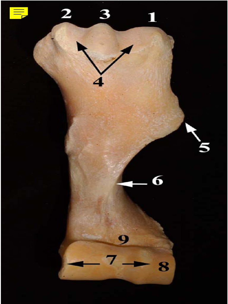 Humero Equino Craneal | PDF