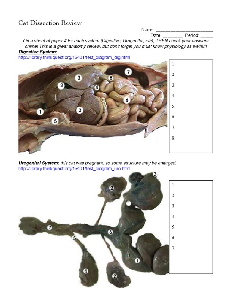 Cat Dissection Review | PDF | Anatomy | Biology