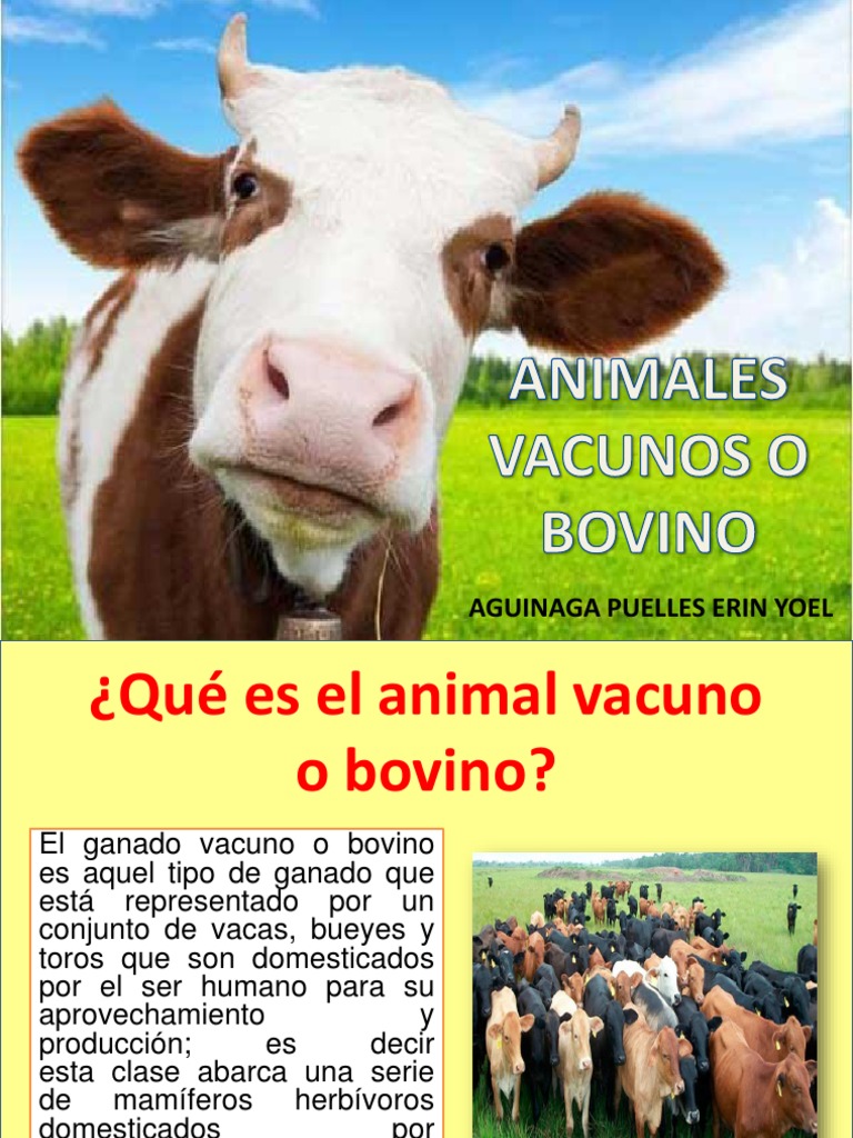 Animal Vacuno | PDF | Vacas | Animales y humanos