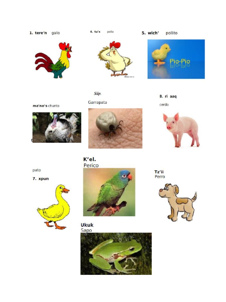 Palabras en Achi | PDF