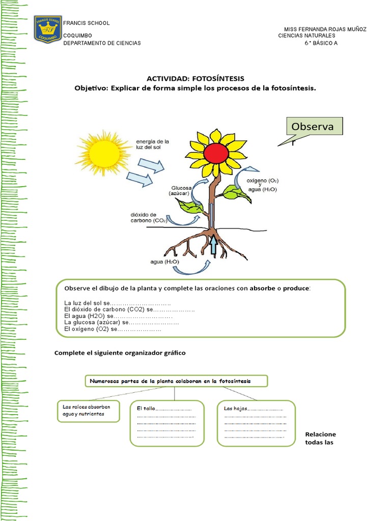 Hoja De Trabajo Del Diagrama De La Fotosíntesis