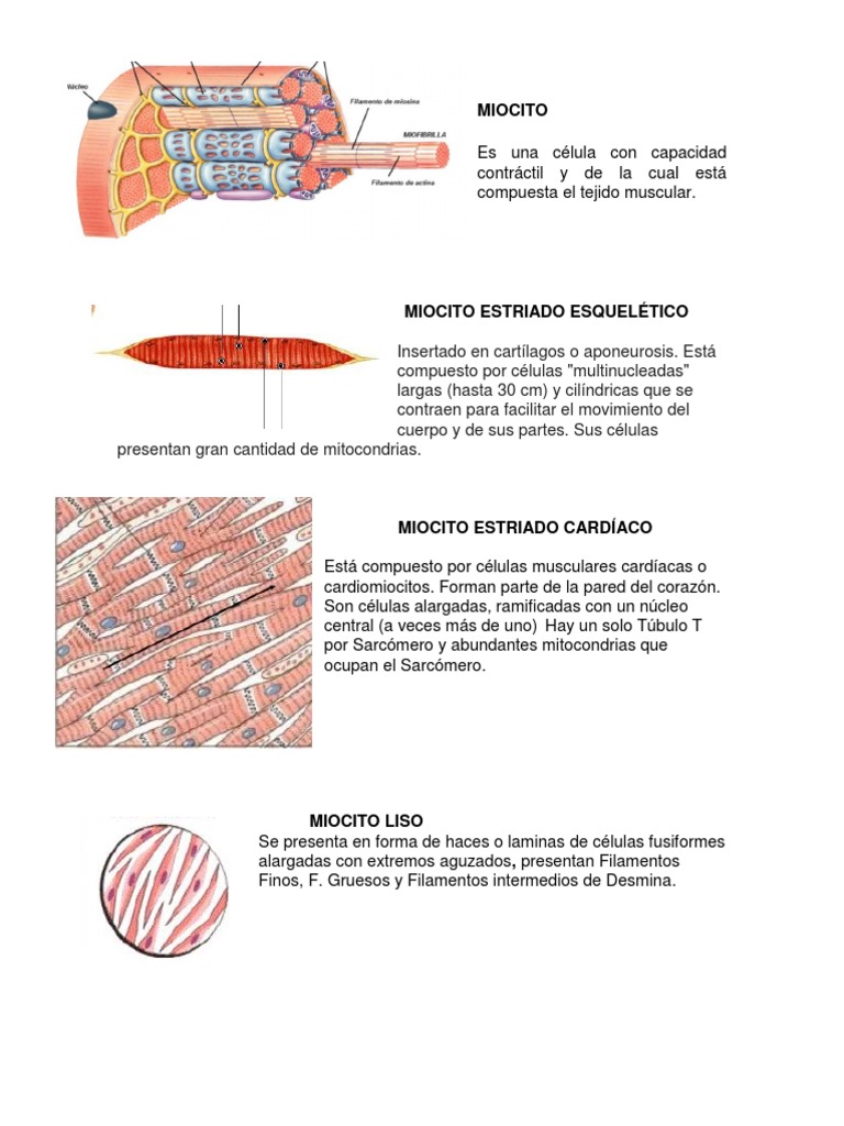 Tipos de Miocitos y sus Características | PDF
