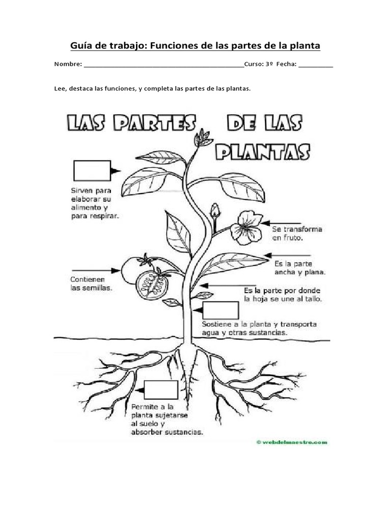 Hoja De Trabajo Y Respuestas De Funciones Por Partes