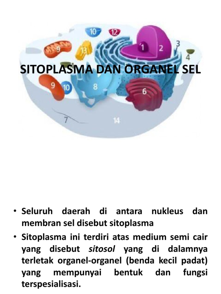 Sitoplasma Dan Organel Sel | PDF