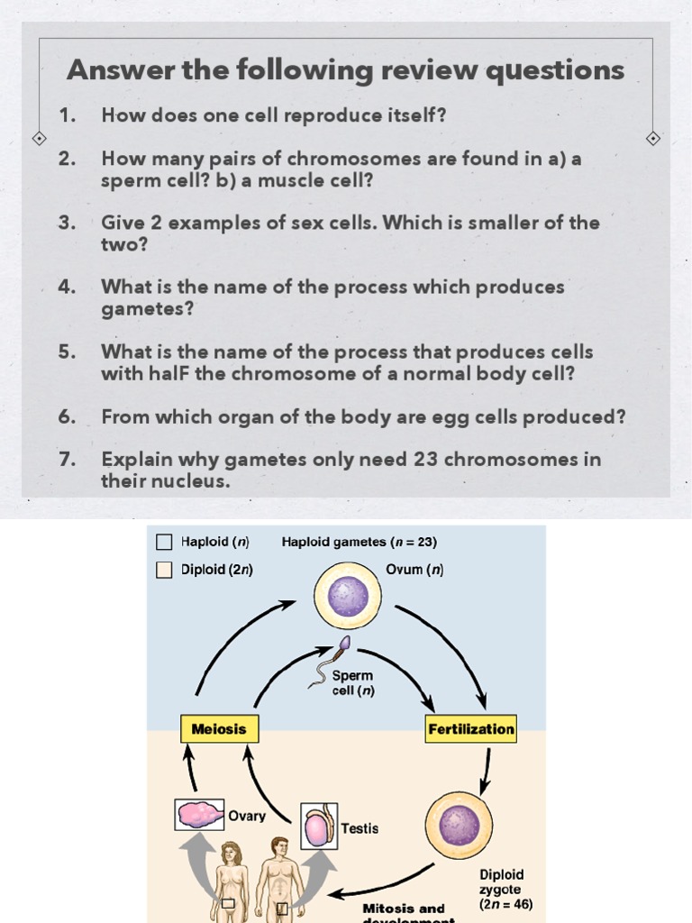 Cell Division and Gamete Formation Explained | PDF | Chromosome | Cell ...