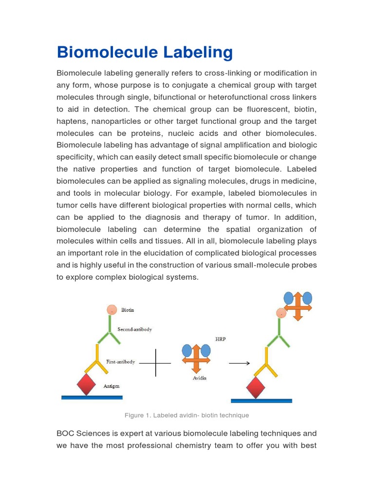 Biomolecule Labeling | PDF | Fluorophore | Biomolecules