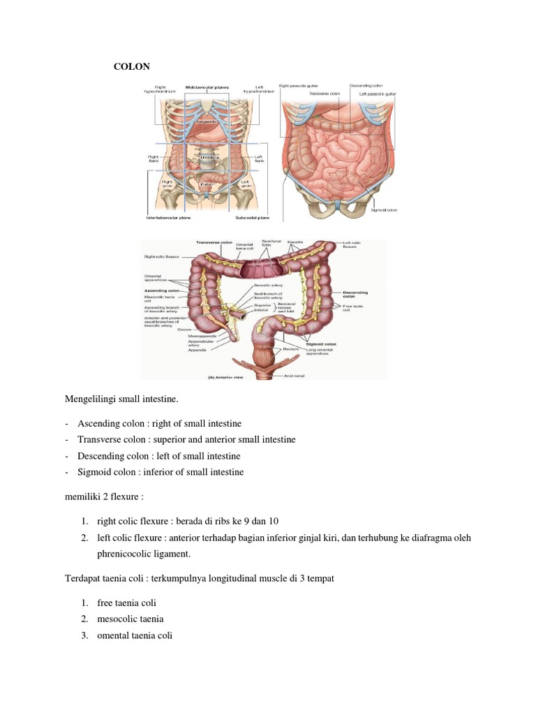 Anatomi Colon | PDF