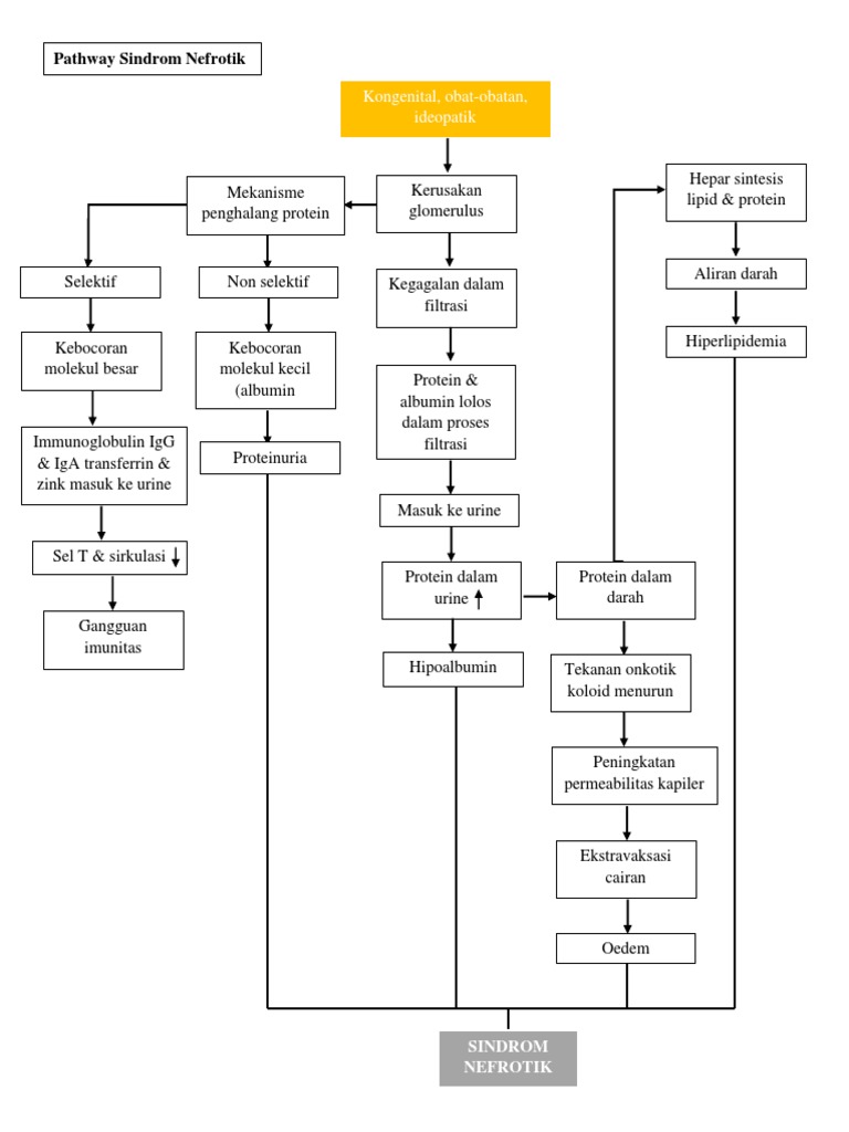 Pathway Sindrom Nefrotik | PDF