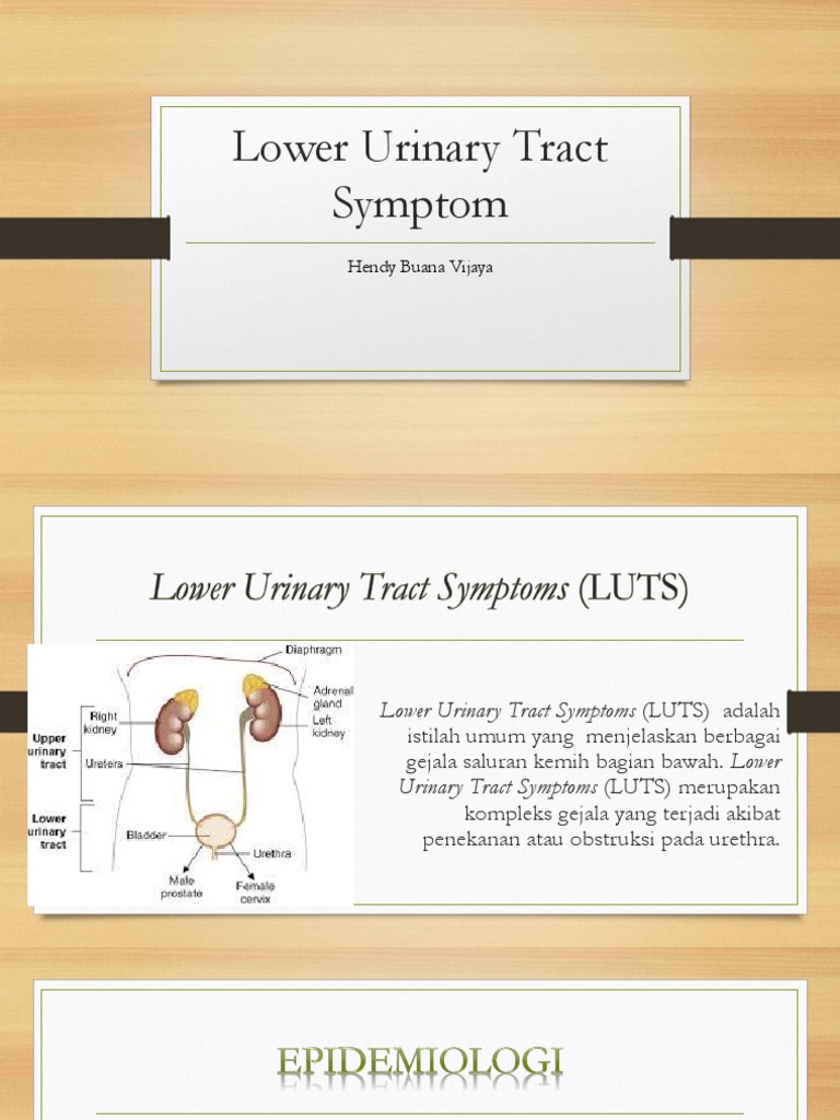 Luts | PDF