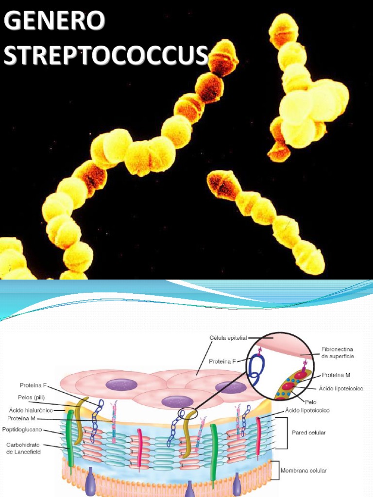 Estreptococos | Estreptococo | Especialidades Medicas