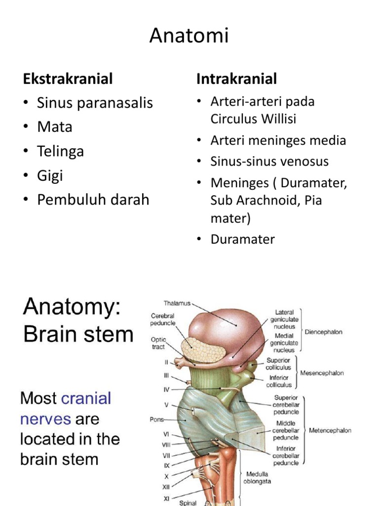 Anatomi: Ekstrakranial Intrakranial | PDF | Nervous System | Central ...