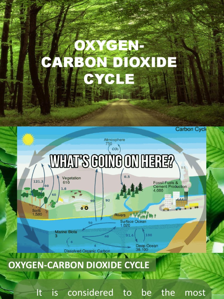 Oxygen Carbon Cycle | PDF | Carbon Dioxide | Oxygen