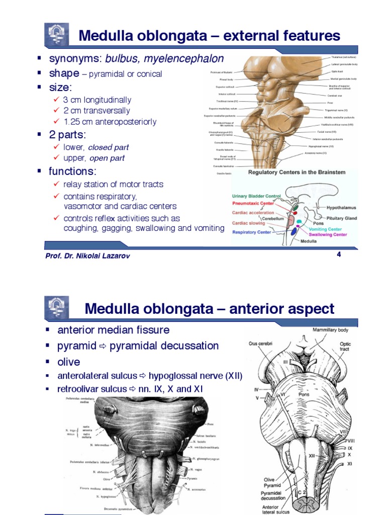 Anatomy and Functions of the Medulla Oblongata | PDF | Central Nervous ...