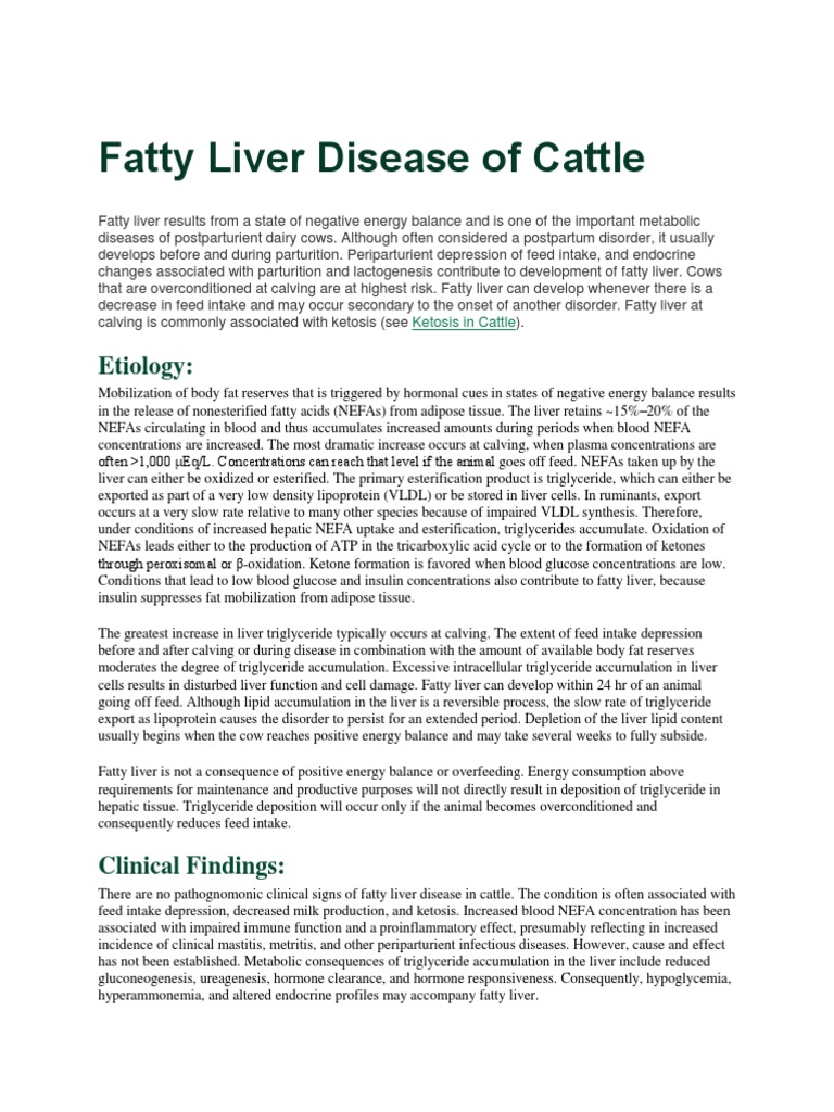 Fatty Liver Disease in Cattle: Etiology, Clinical Findings, Diagnosis ...