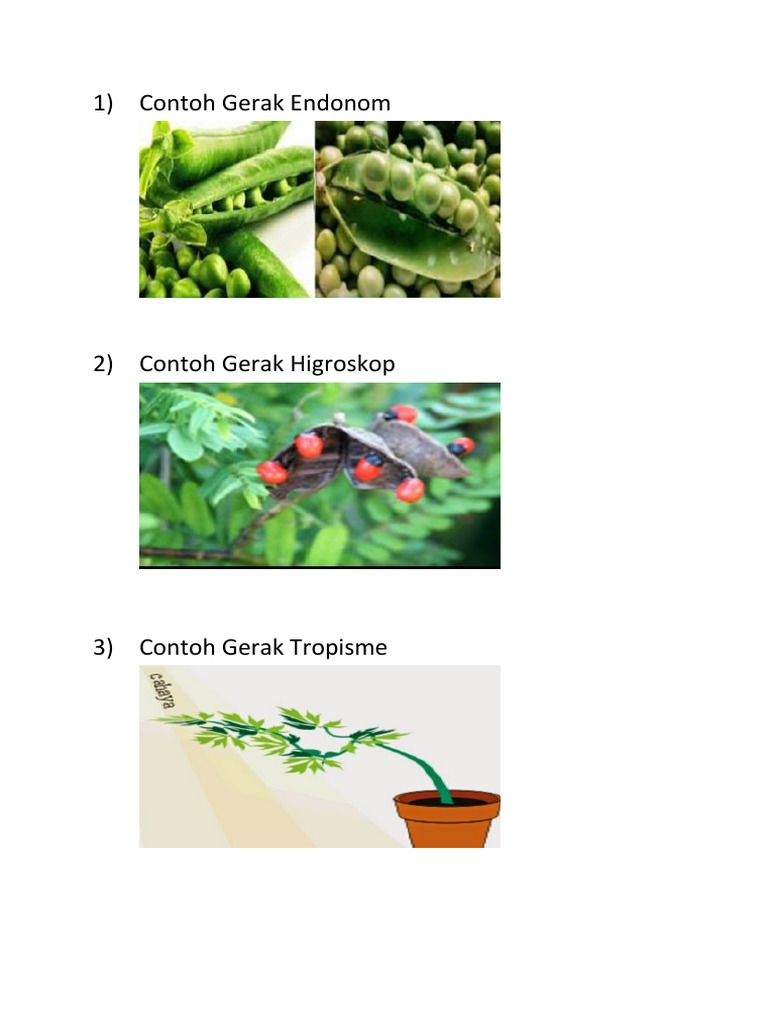 Contoh Gerak Endonom pada Tumbuhan | PDF | Perjalanan | Sains & Matematika