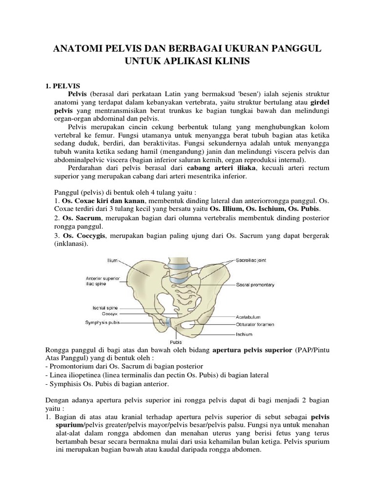Anatomi Pelvis Dan Berbagai Ukuran Panggul Untuk Aplikasi Klinis | PDF